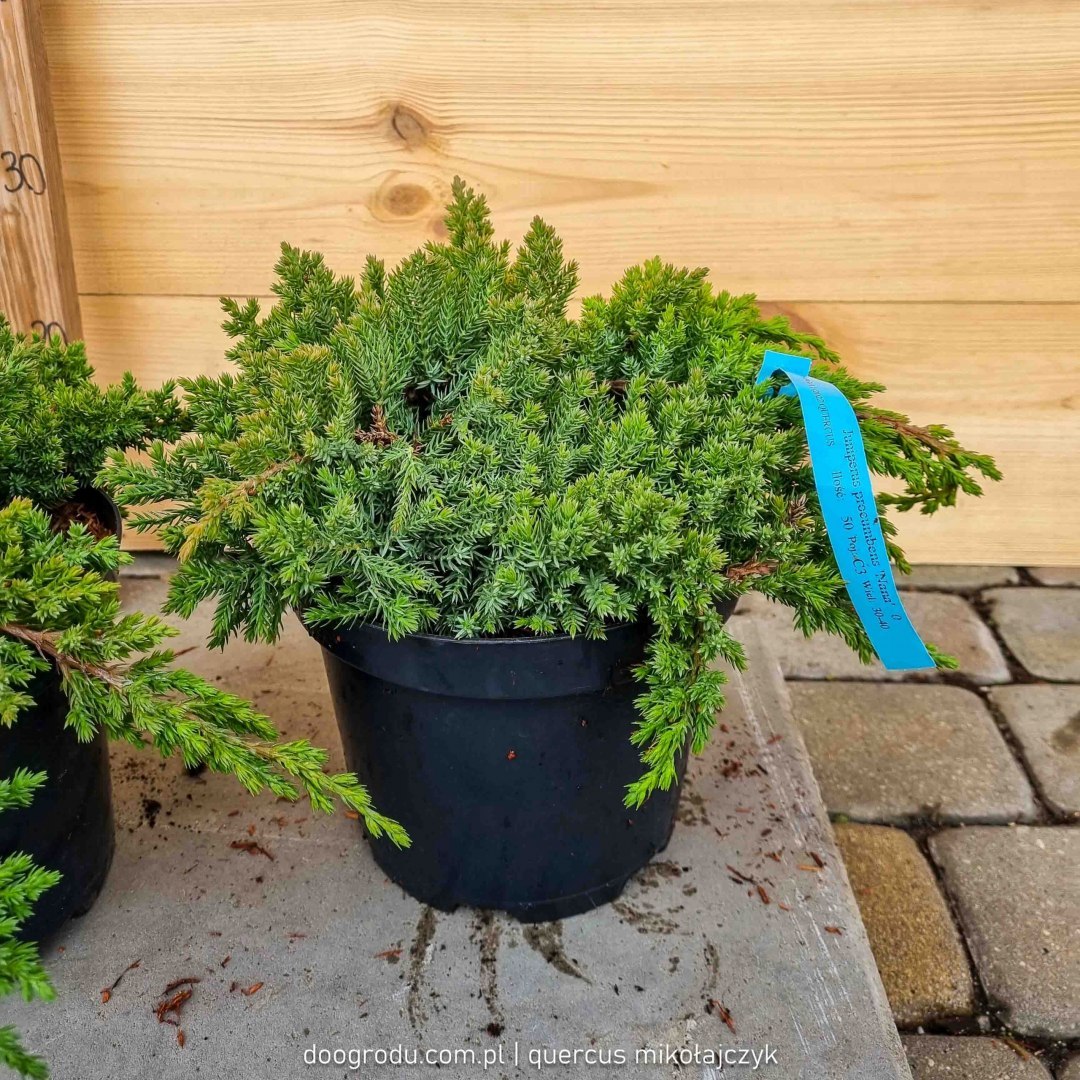 Jałowiec rozesłany 'Nana' Juniperus Procumbens C2 30CM Zielony Jałowiec ...